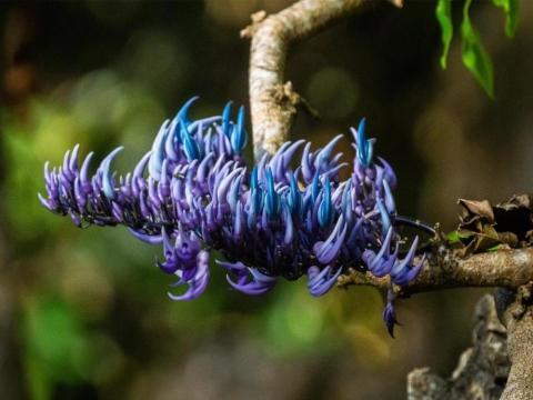 Vine Purple Tree Photography