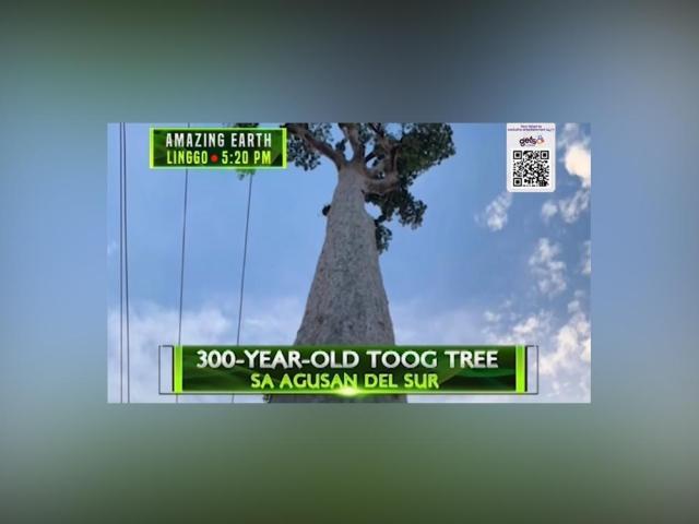 Ang misteryo sa 300-year-old Toog tree, mapapanood sa 'Amazing Earth ...