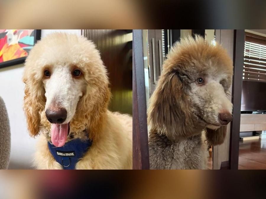 PAWS condemns death of giant poodles Guanciale and Donki due to alleged ...