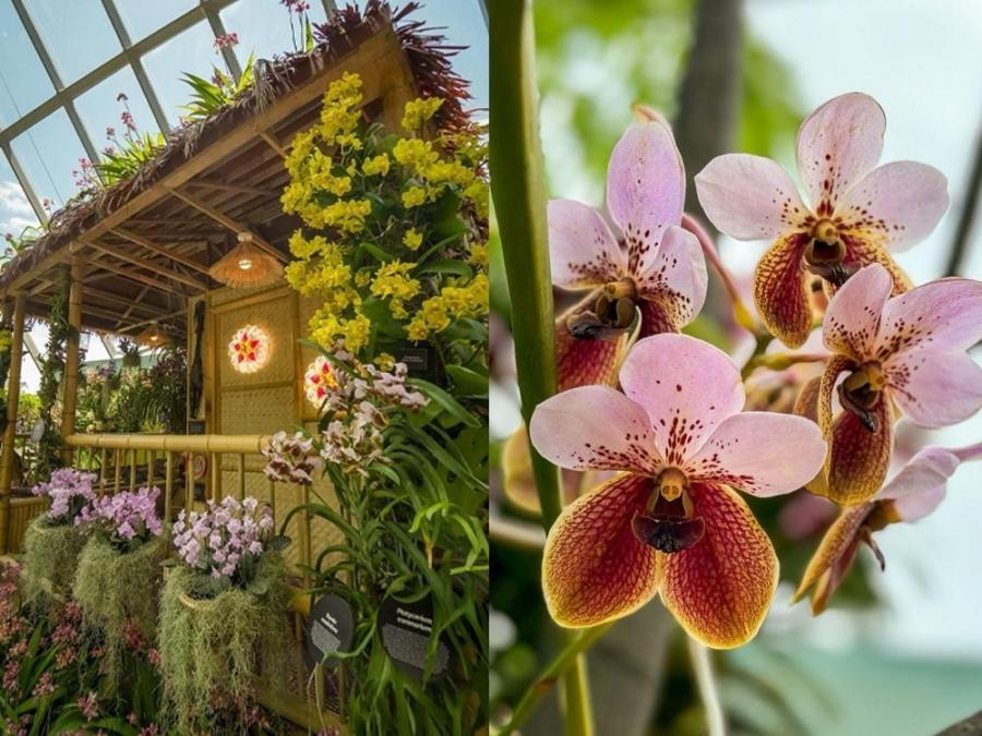 Filipino-themed orchid display is featured at Singapore's Gardens by ...