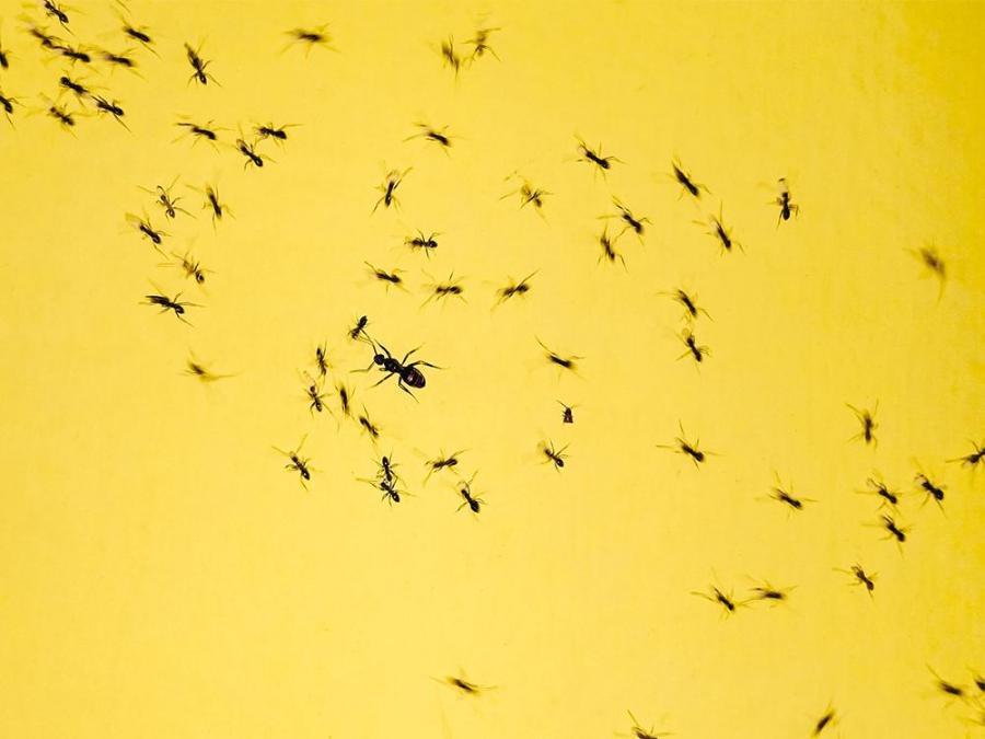 Why do ants get inside electronic appliances?