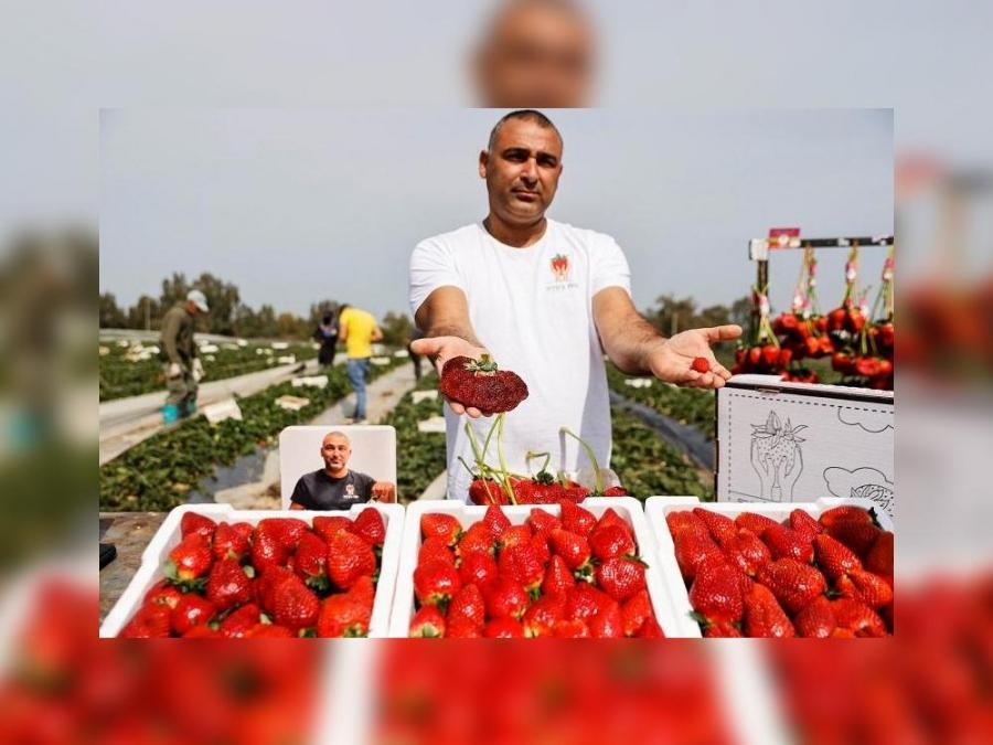 Giant strawberry earns Israeli farmer a Guinness World Record