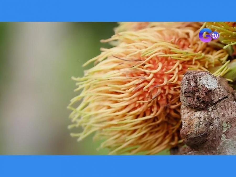 I Juander: Learn about the gumihan fruit