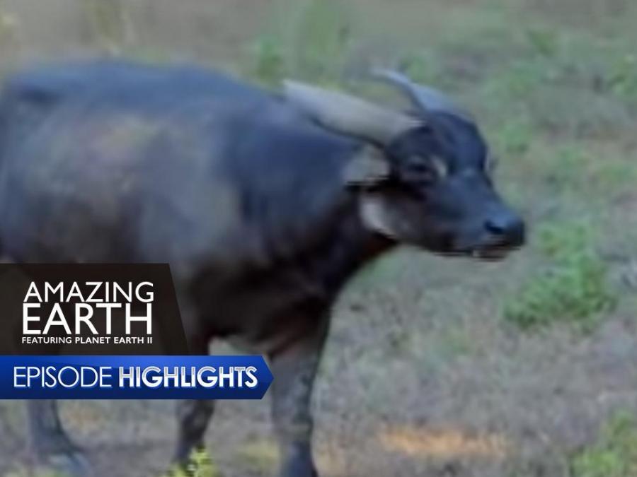 The importance of the tamaraw | Ep. 44 | GMA Entertainment