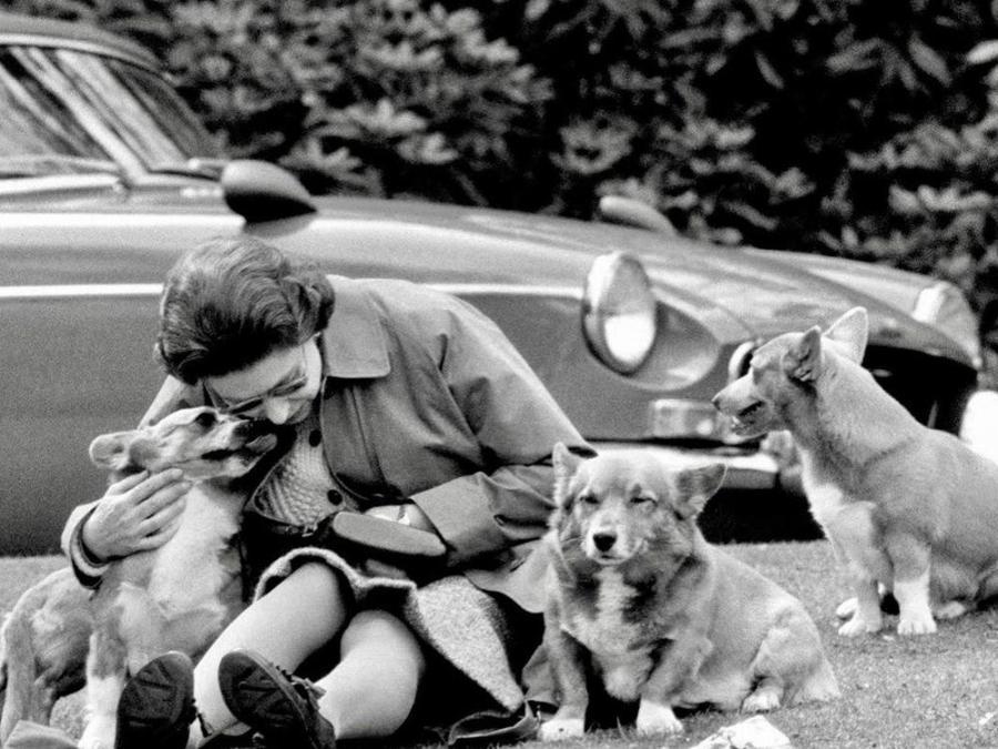 Prince Andrew and ex-wife Sarah to keep Queen's corgis