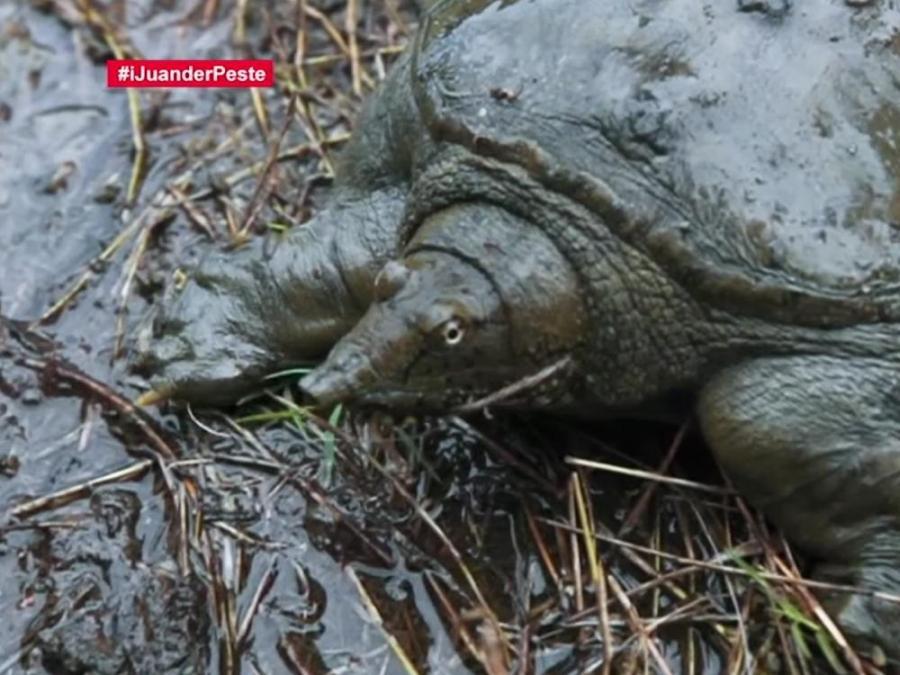 iJuander: Ano ang ahas-pagong at paano ito nakakaperwisyo sa mga ...