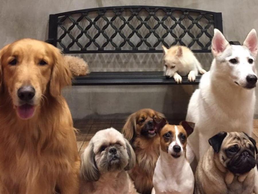 5 Pet Cafe s You Can Try In The Metro GMA Entertainment 5 Pet Cafe s You Can Try In The Metro GMA Entertainment
