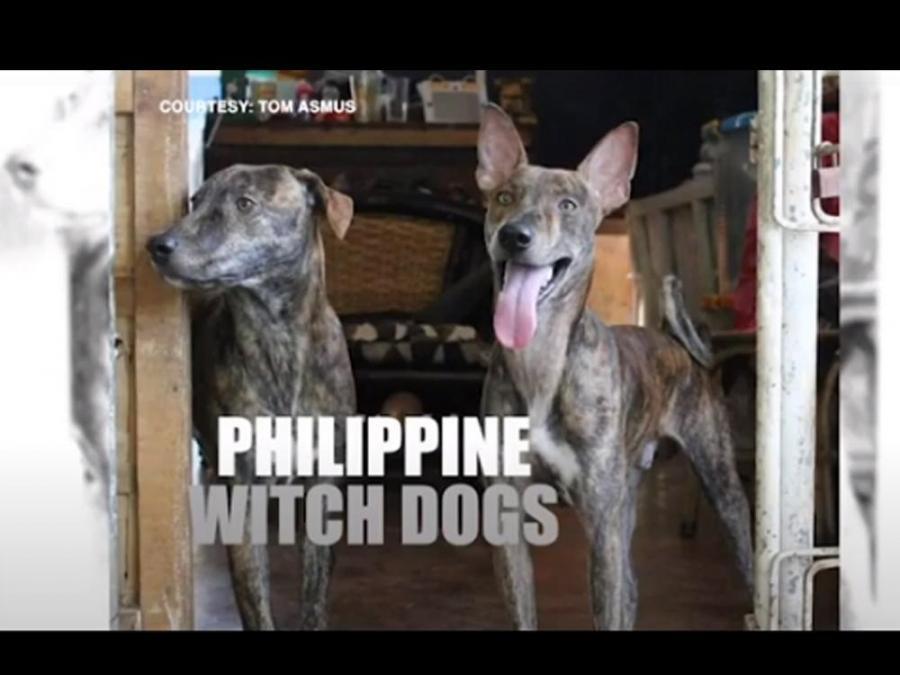 WATCH: Ang kuwento ng Philippine Witch Dogs | GMA Entertainment