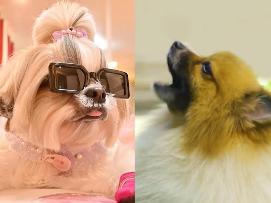 Get to know these smart and talented dogs!
