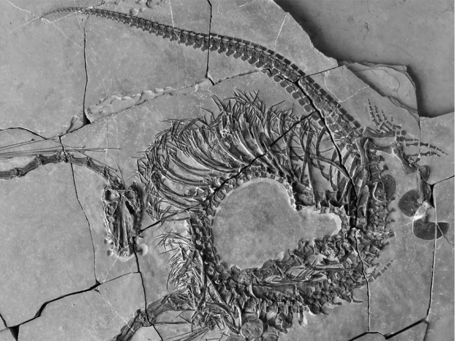 Scientists announce discovery of 240 million-year-old 'Chinese dragon'