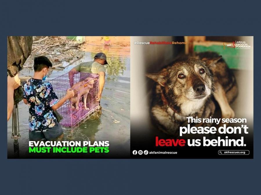 Animal welfare groups urge people to not leave pets behind amidst flooding