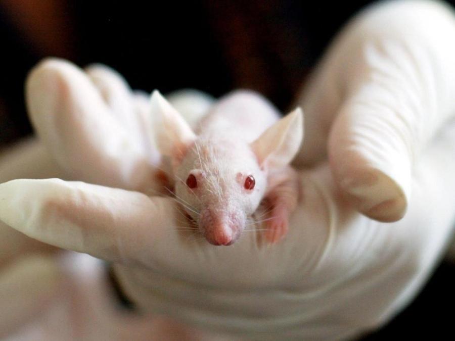 Scientists create mice with two biological fathers
