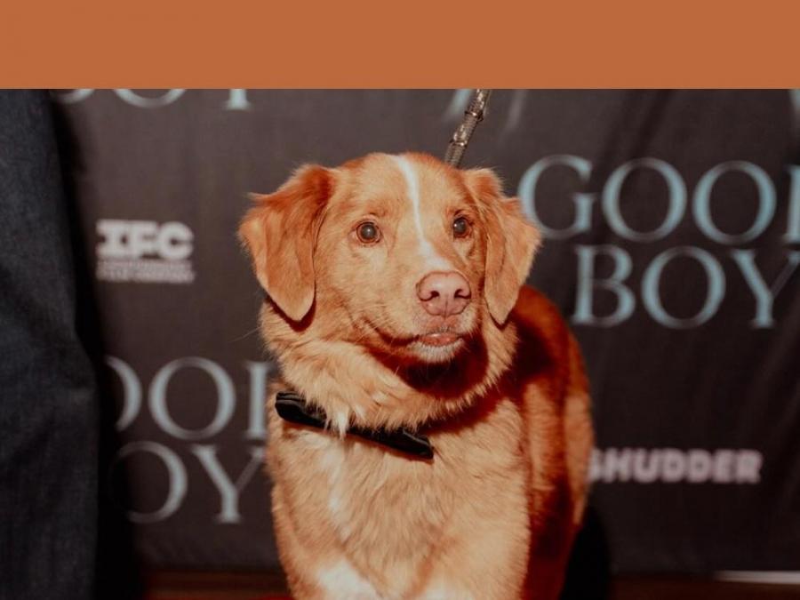 Indy, star of 'Good Boy', is the first dog to win an Astra acting award