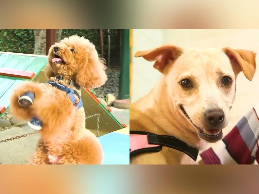 Get to know these talented fur babies!