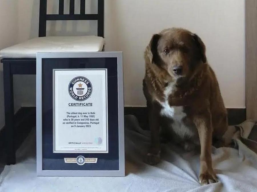 Guinness World Records strips Bobi of world's oldest dog title
