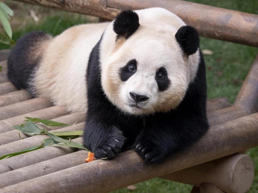 South Korea mourns the return of panda Fu Bao to China