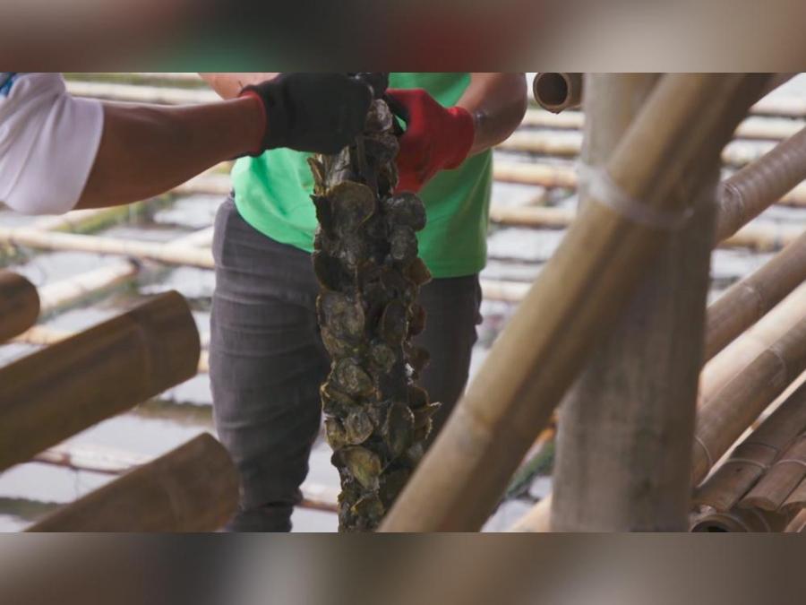 Find out ways to catch cagaycay, mussels, and oysters!