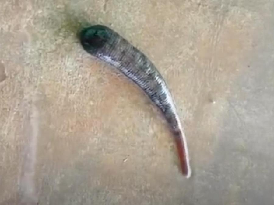 KMJS: Ano ang dapat gawin kapag may pumasok na linta sa mata? | GMA ...