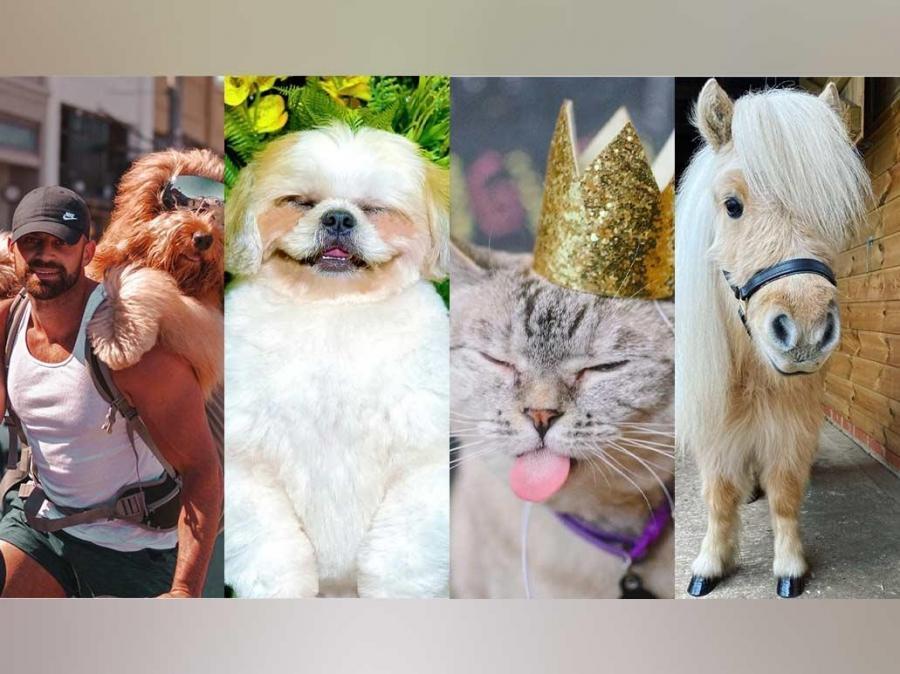 Cutest pet influencers you need to follow for that daily dose of serotonin