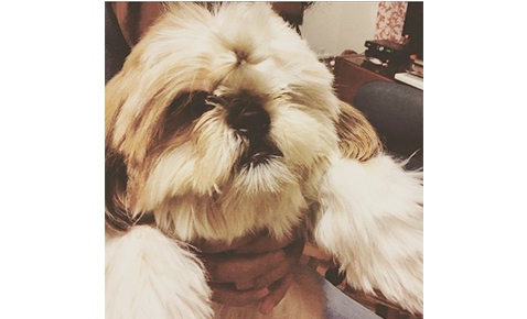 Meet Sef Cadayona’s fluffy friends! | GMA Entertainment