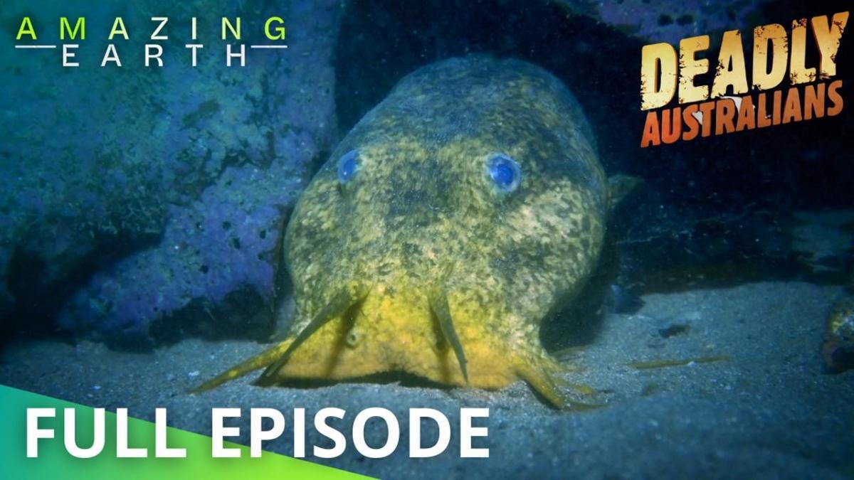 Amazing Earth: The secrets of Australia's deep oceans! | GMA Entertainment
