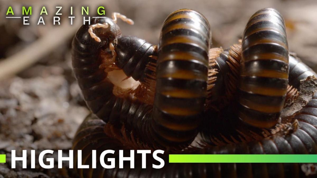 Amazing Earth: The millipede's battle for affection! | GMA Entertainment