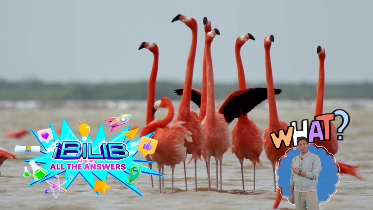 iBilib: The Colorful Secret of Flamingos! | GMA Entertainment