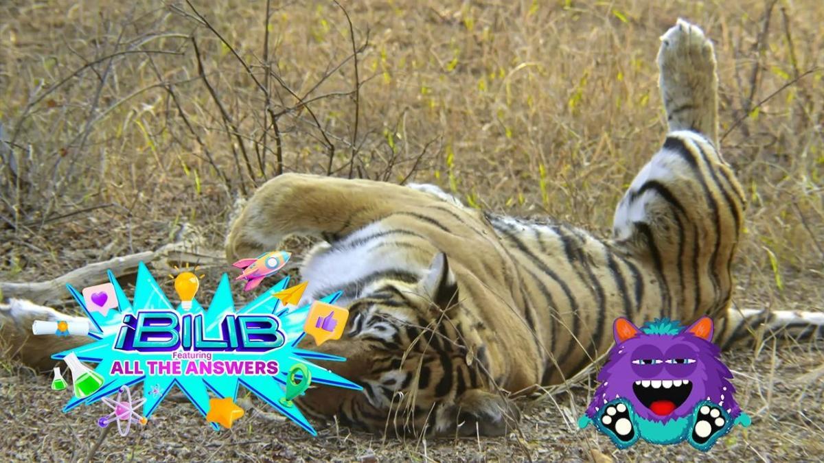 iBilib: What's the smell of a tiger's urine? | GMA Entertainment