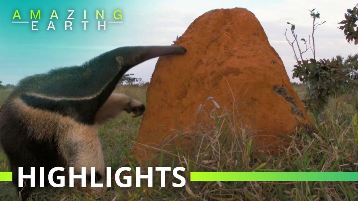 Amazing Earth: Giant Anteater's Wild Hunt for Termites | GMA Entertainment