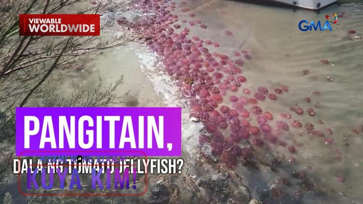 'Tomato jellyfish', kumpol na naglitawan sa tabing dagat sa Palawan ...