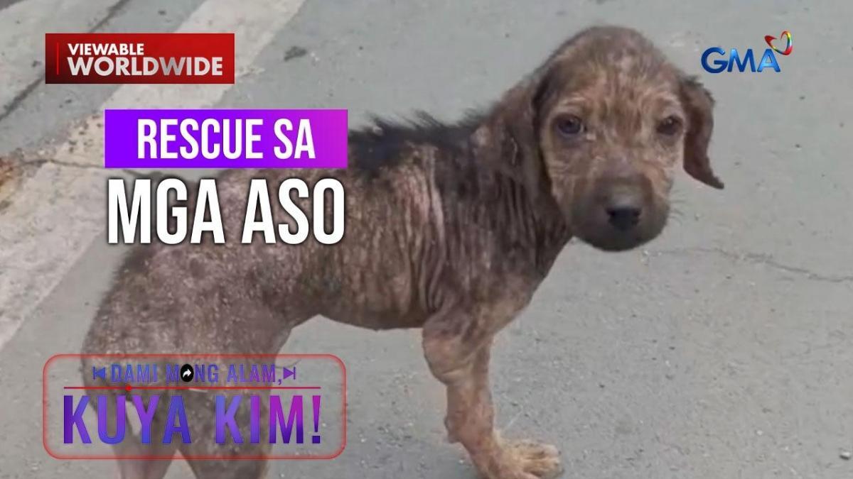 Aso na putol ang paa at puno ng galis, ni-rescue! | Dami Mong Alam ...