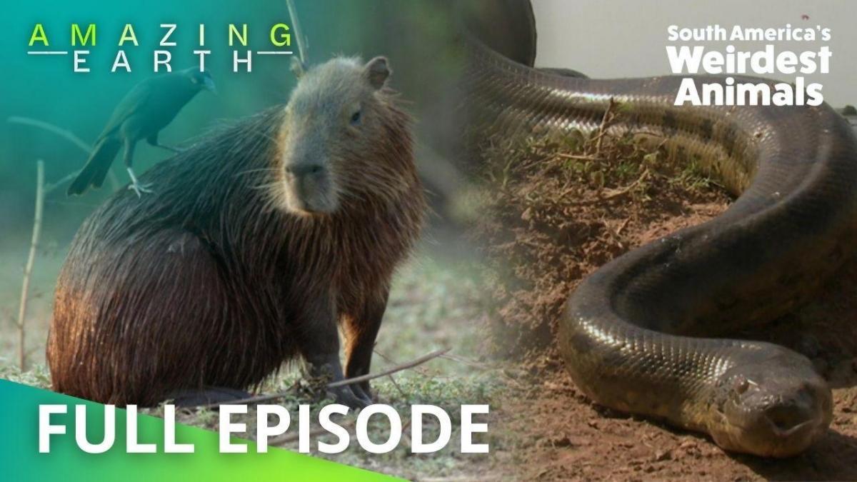 Amazing Earth: South America's weirdest animals you won't believe exist ... Amazing Earth: South America's weirdest animals you won't believe exist ...