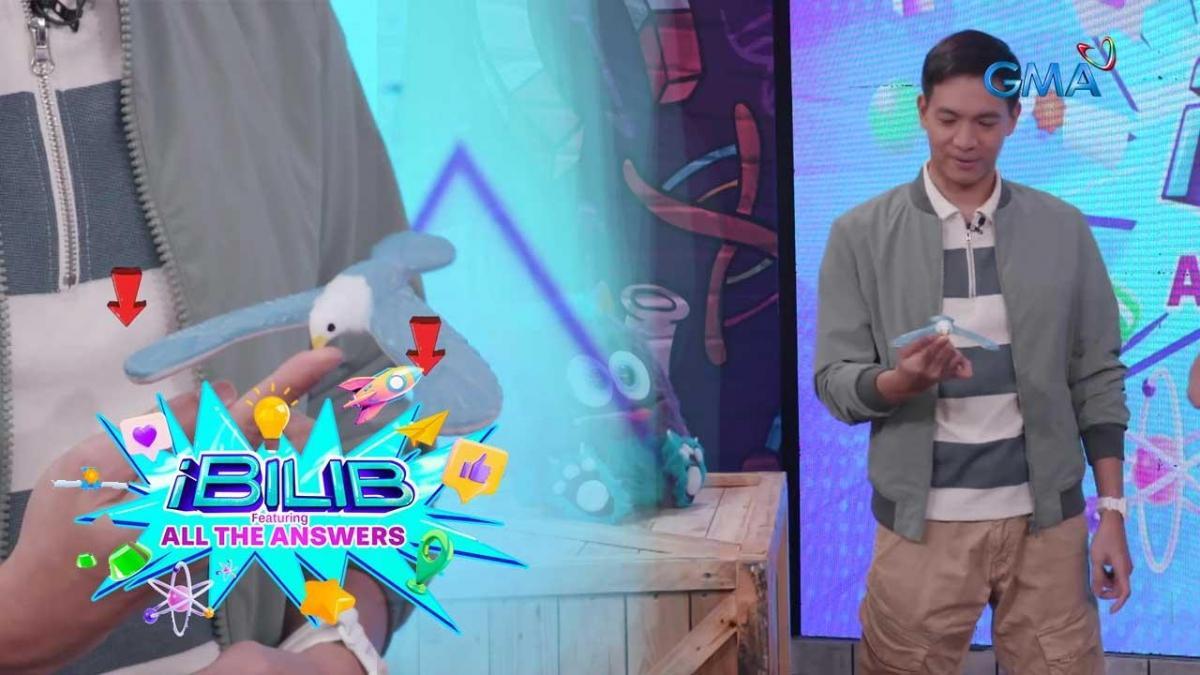 iBilib: Have you seen an eagle that can balance on your finger? | GMA ...