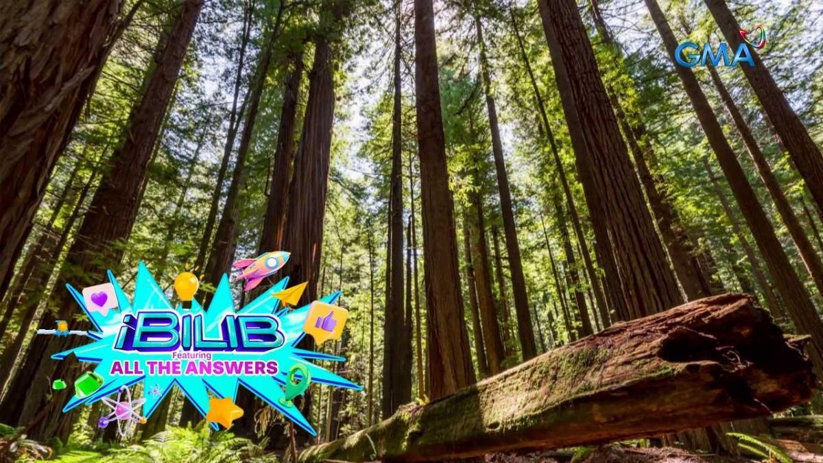iBilib: The world's tallest tree and largest living organism! | GMA ...