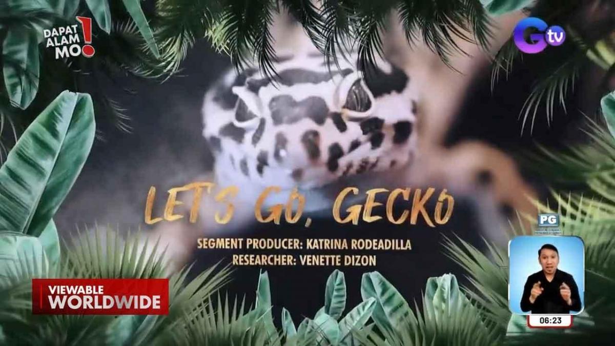 50 leopard geckos o tuko, hilig alagaan at paramihin ng isang medical student | Dapat Alam Mo!