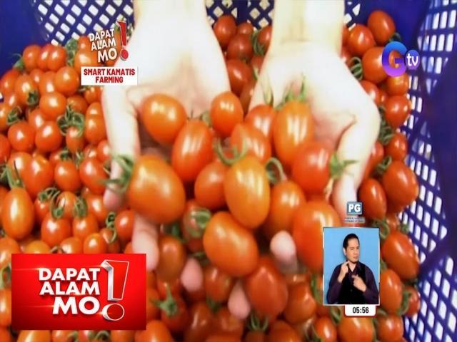 Smart kamatis farming sa Benguet, alamin! | Dapat Alam Mo! | GMA ...