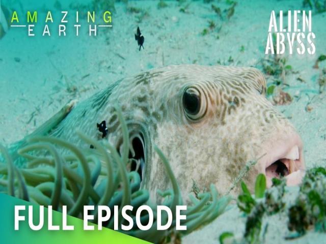 Amazing Earth: Deep sea survival and the strangest creature alliances! | GMA Entertainment