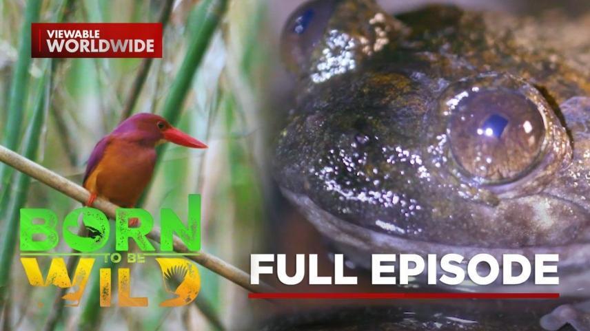 The Colorful Kingfisher and the Rare Barbie Frog of the Philippines ...