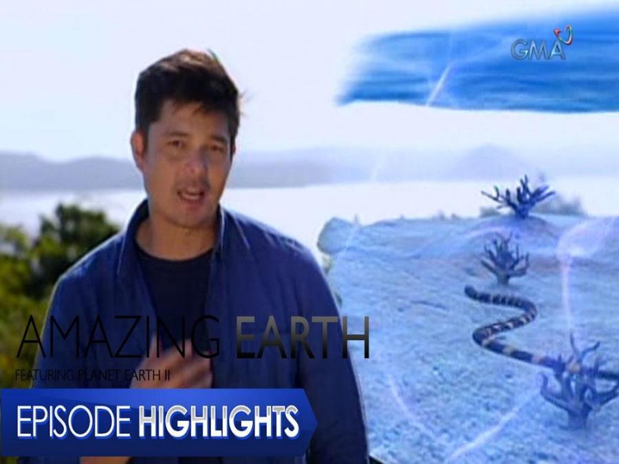 Amazing Earth: Venomous snake under water | GMA Entertainment