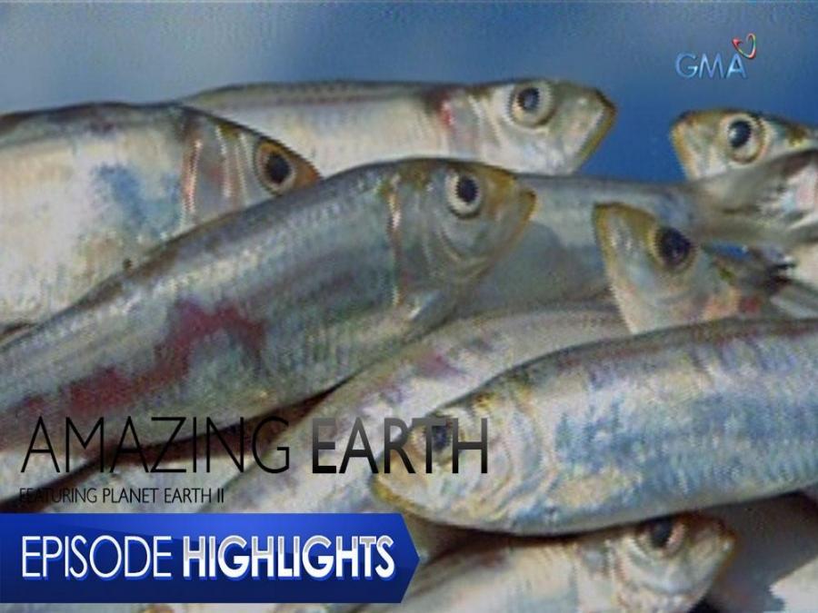 Amazing Earth: Tawilis is now endangered | GMA Entertainment