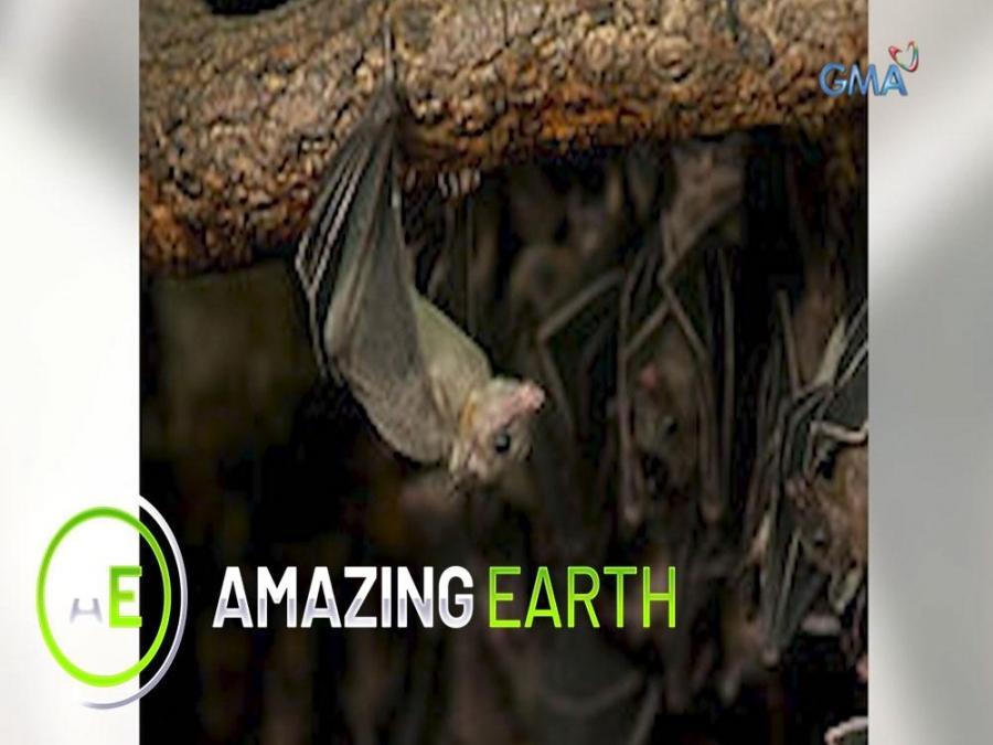 Amazing Earth: Amazing facts about the Rousette fruit bat | GMA ...