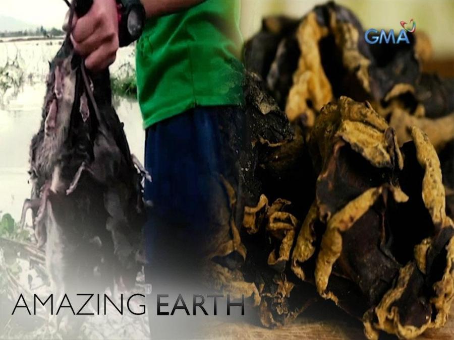 Amazing Earth: Where is 'taingang daga' made from? | GMA Entertainment