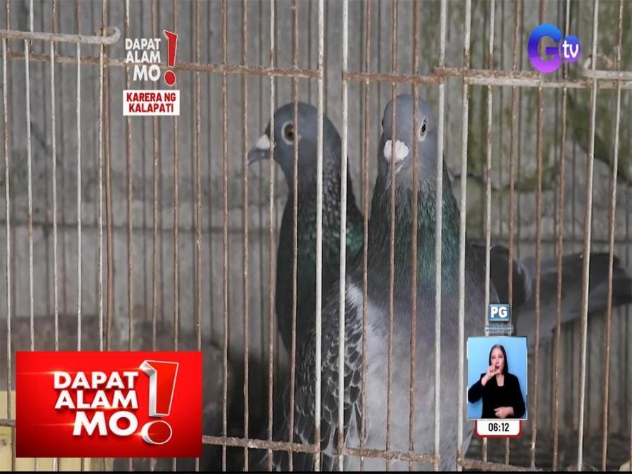 Karera ng mga kalapati, gagawin na ulit ngayong taon! | Dapat Alam Mo!