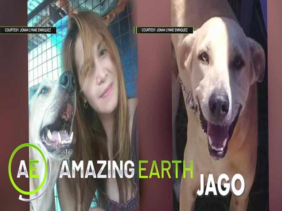 Amazing Earth: Meet the hero dog that gives his life for his owner ...
