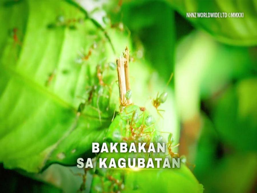 Amazing Earth: Bakbakan sa kagubatan | GMA Entertainment | GMA ...