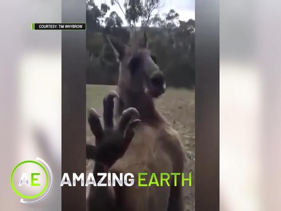 Amazing Earth: Do Australian kangaroos fall under the category of WILD ...