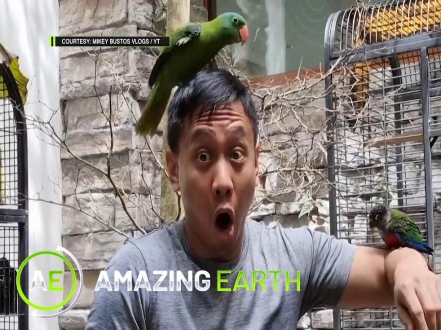 Amazing Earth: Mikey Bustos' huge mansion is full of exotic animals ...