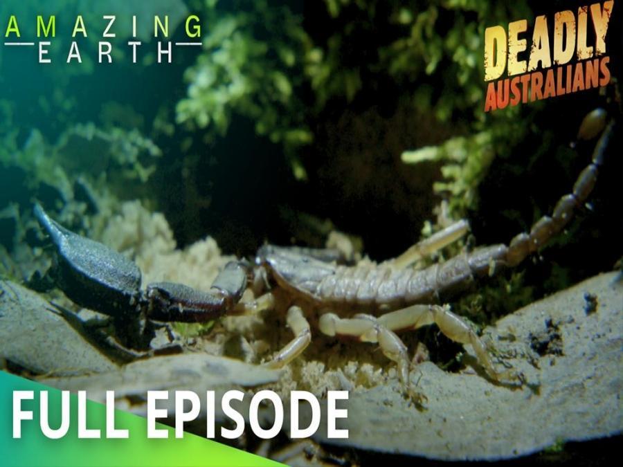 Amazing Earth: Australia's most venomous creatures! | GMA Entertainment ...