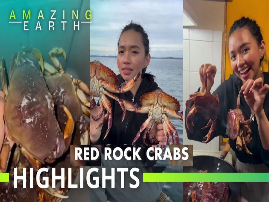 Amazing Earth: The Pinay crabbing queen of Canada, Daph! | GMA ...