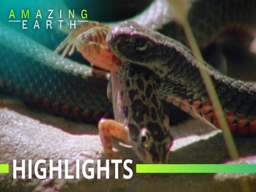 Amazing Earth: The red-bellied snake's killer instinct! | GMA Entertainment